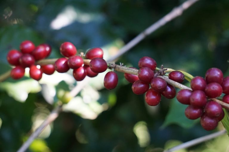 Libra de café de El Salvador se vende hasta en $80 — Diario El Salvador
