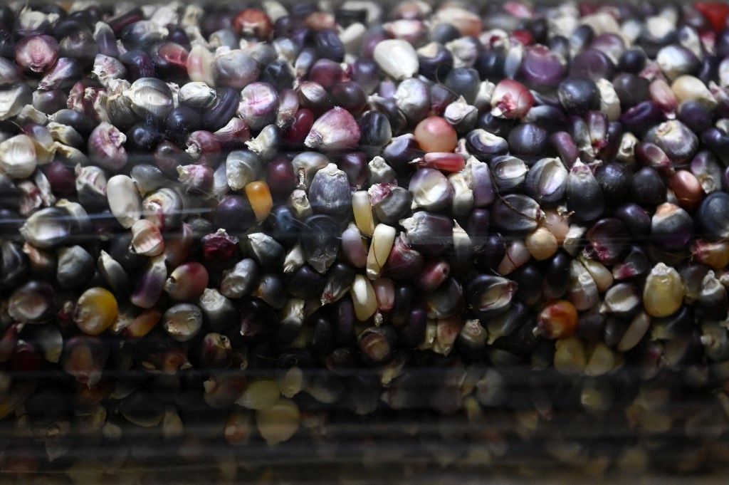 EL SALVADOR-ENVIRONMENT-PRESERVATION-GERMPLASM – Diario El Salvador