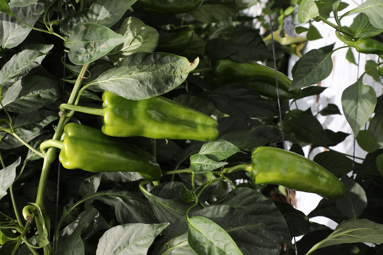 CHILES-CENTA-04 – Diario El Salvador