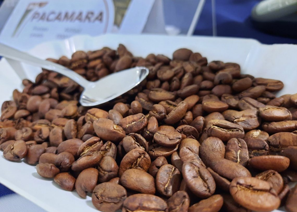 Pacamara – Diario El Salvador