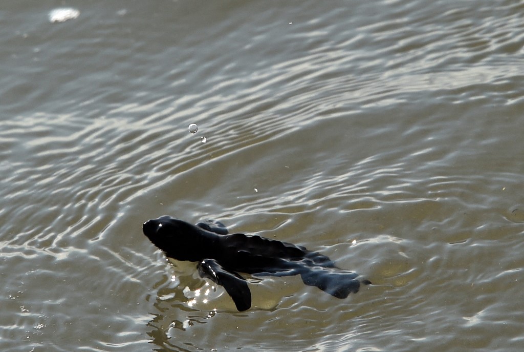 PANAMA-TURTLES-RELEASE – Diario El Salvador