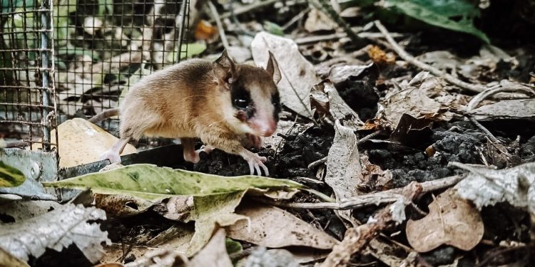 Medio Ambiente libera a una marmosa mexicana en su hábitat natural ...