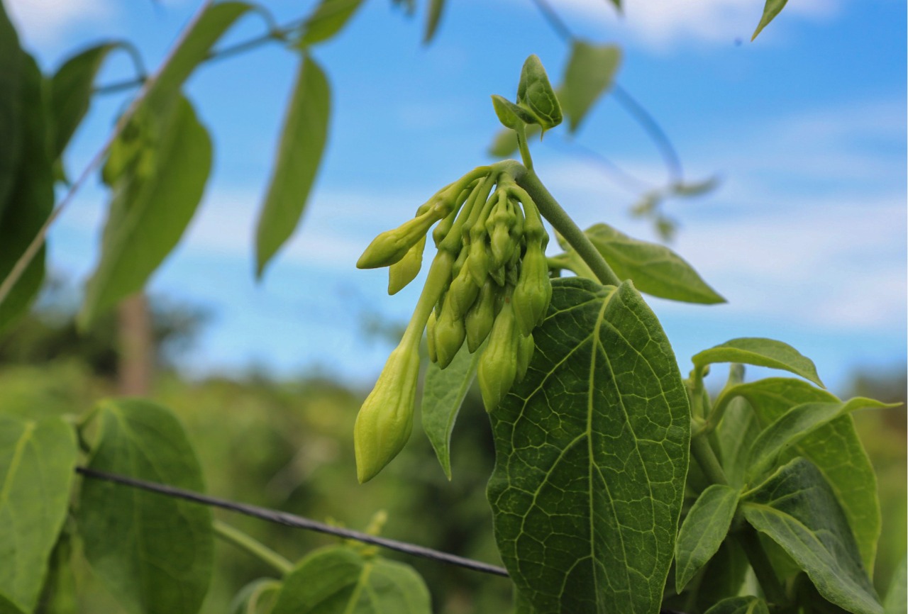 Loroco-03 – Diario El Salvador