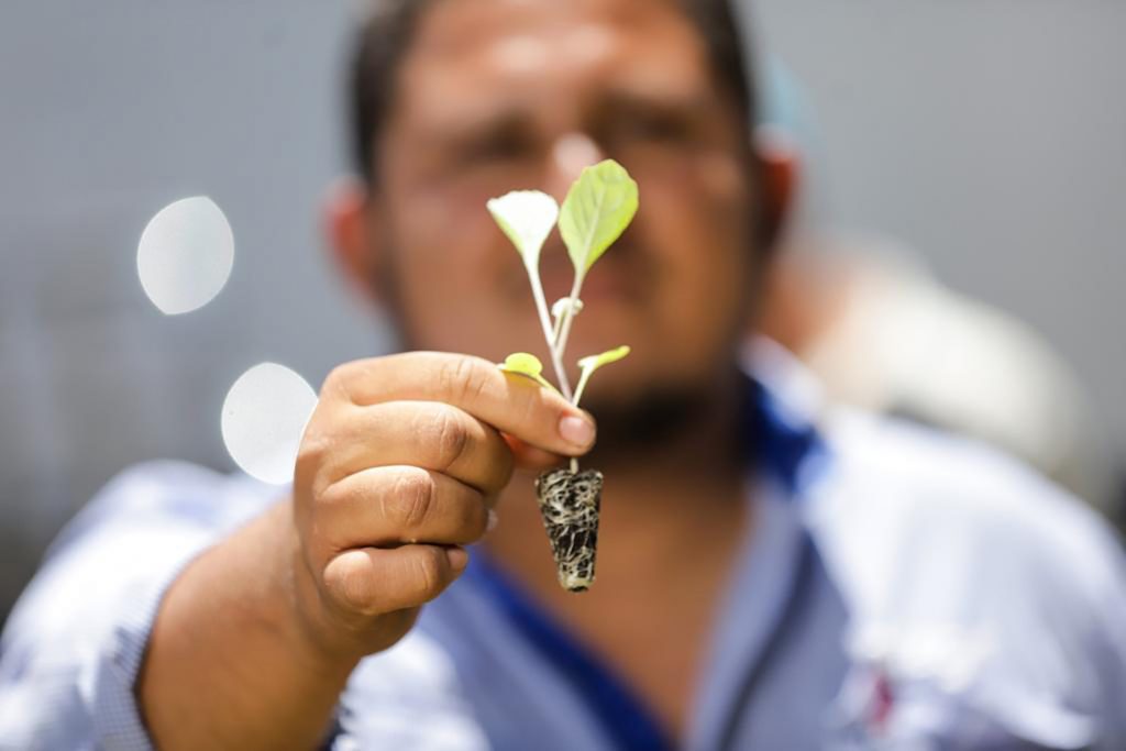 El Ministerio de Agricultura donó 70,000 plantines de repollo híbrido a ...