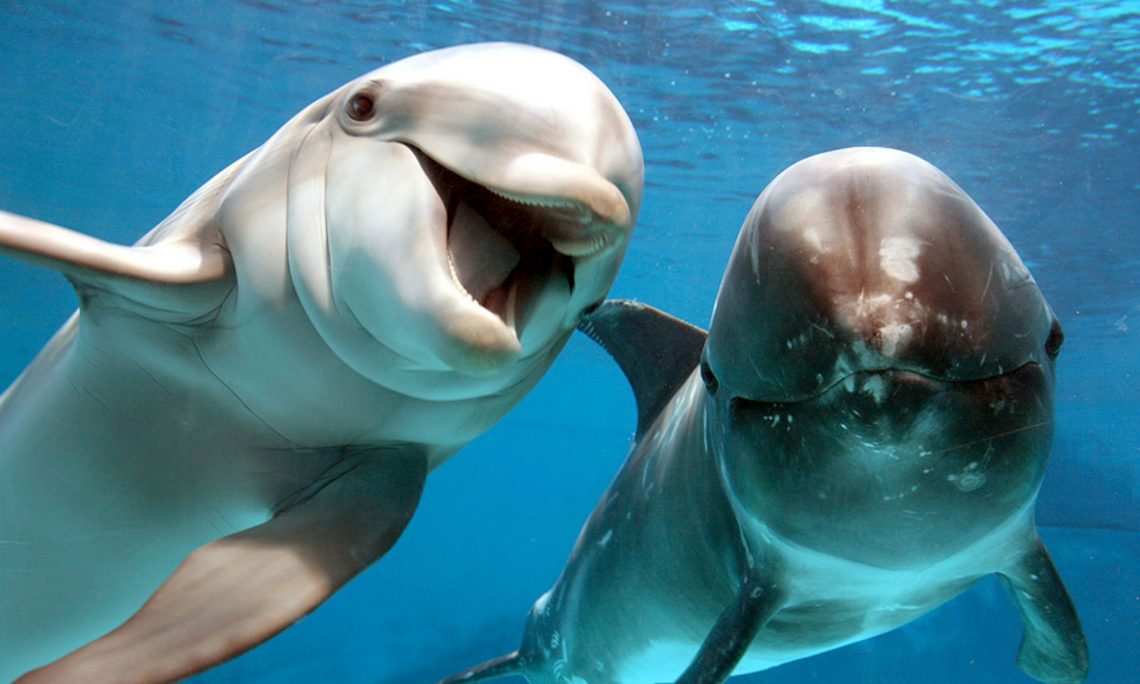 delfines-pareja | Diario El Salvador