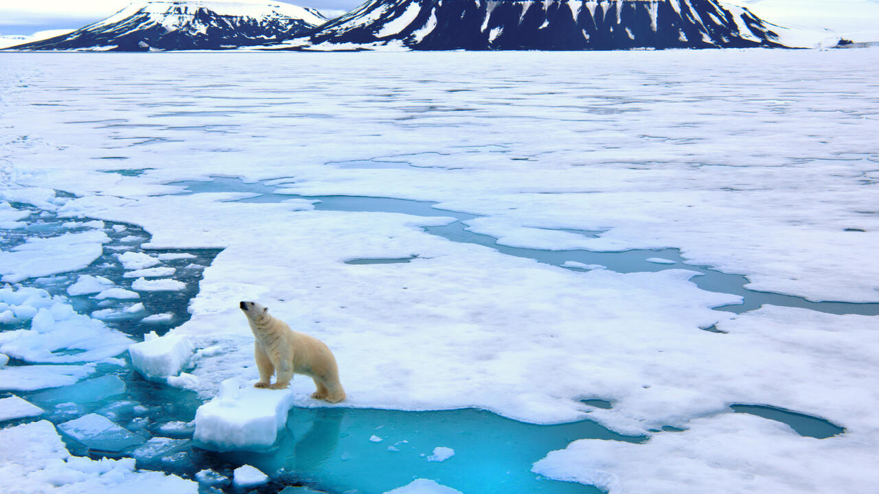 El Ártico se calienta cuatro veces más rápido que el resto del planeta ...