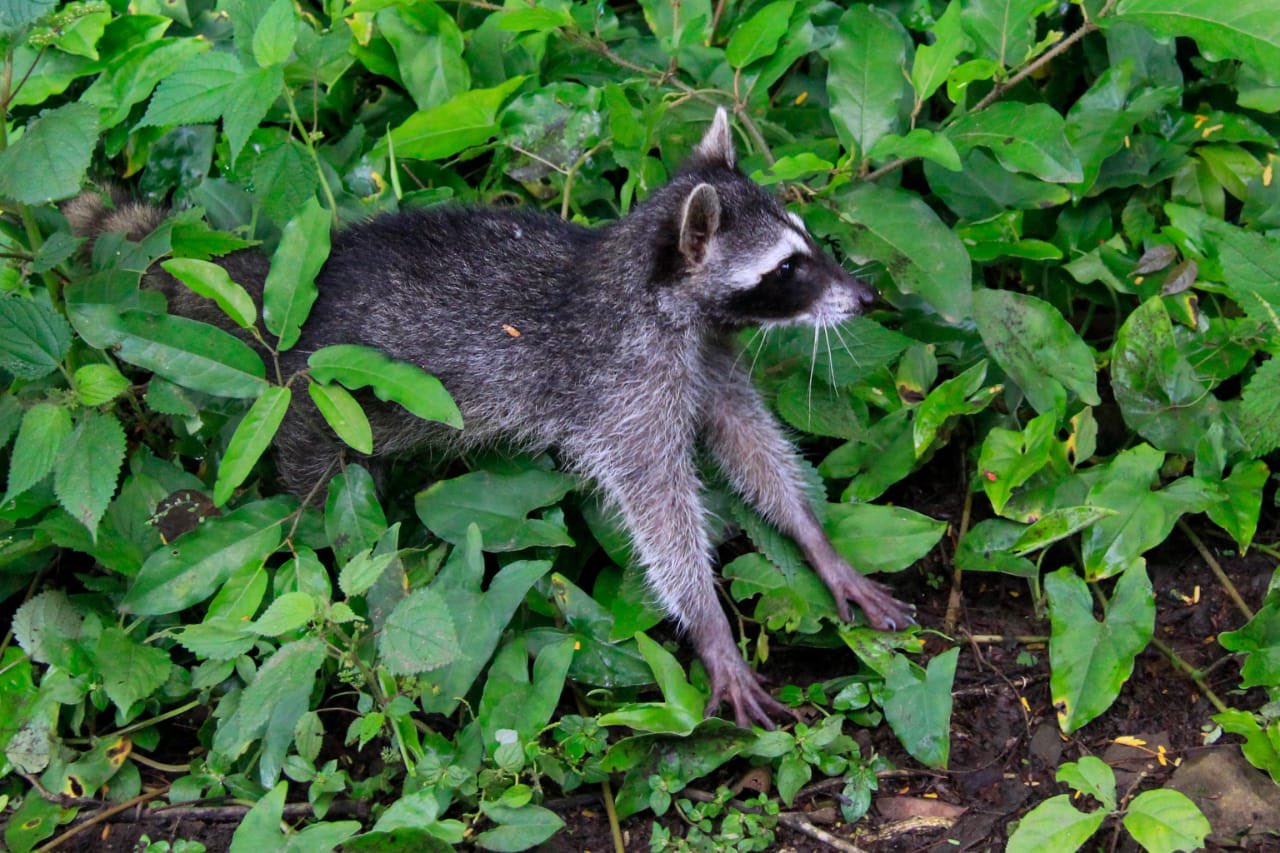 Medio Ambiente libera animales silvestres en Áreas Naturales Protegidas ...