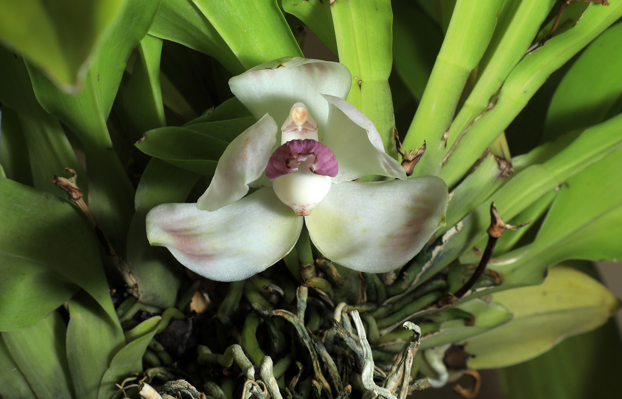 Orquídeas: su belleza las condena a la muerte - Diario El Salvador