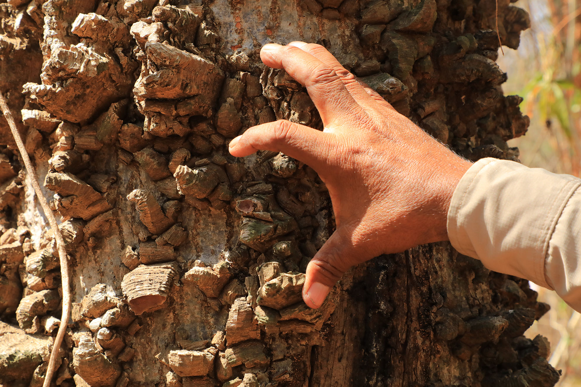 El gigante bosque seco: Parque Nacional San Diego y San Felipe Las ...