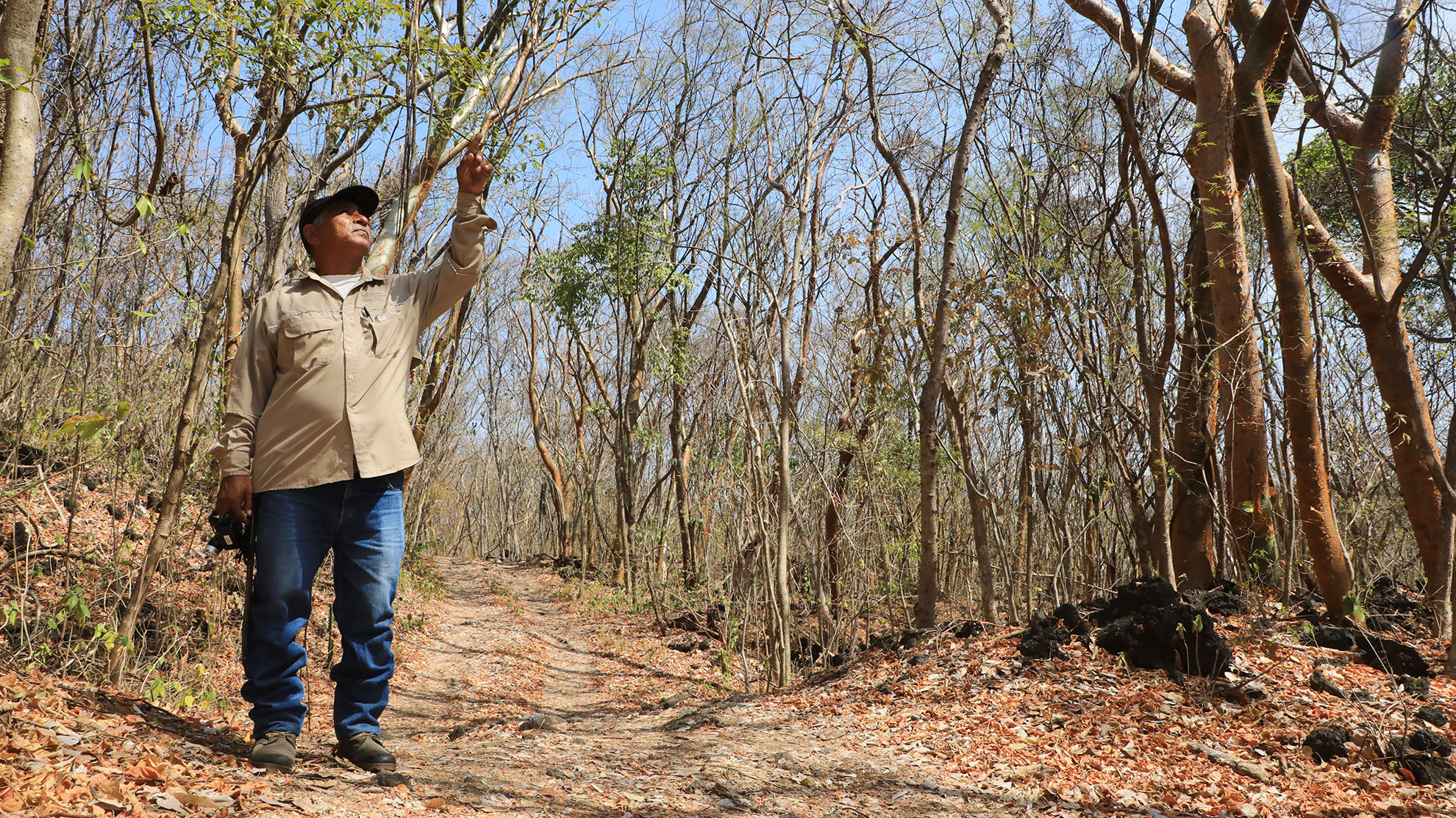El gigante bosque seco: Parque Nacional San Diego y San Felipe Las ...