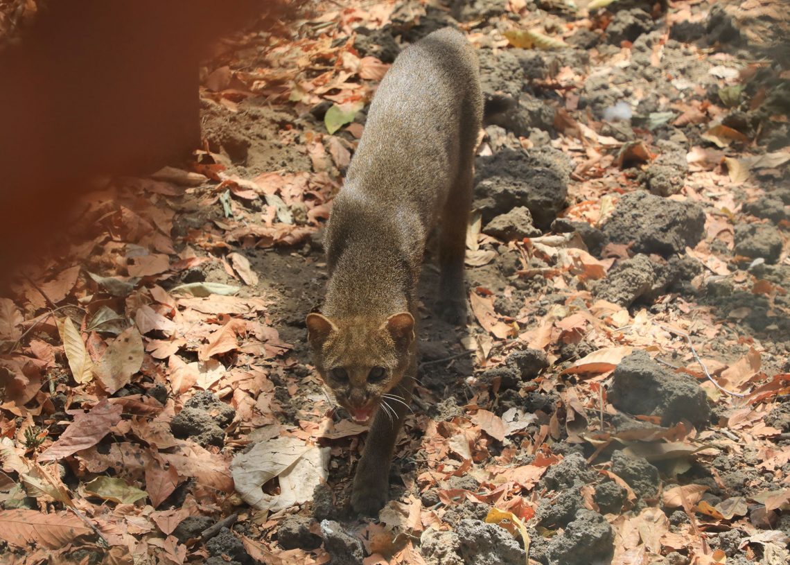 El gigante bosque seco: Parque Nacional San Diego y San Felipe Las ...