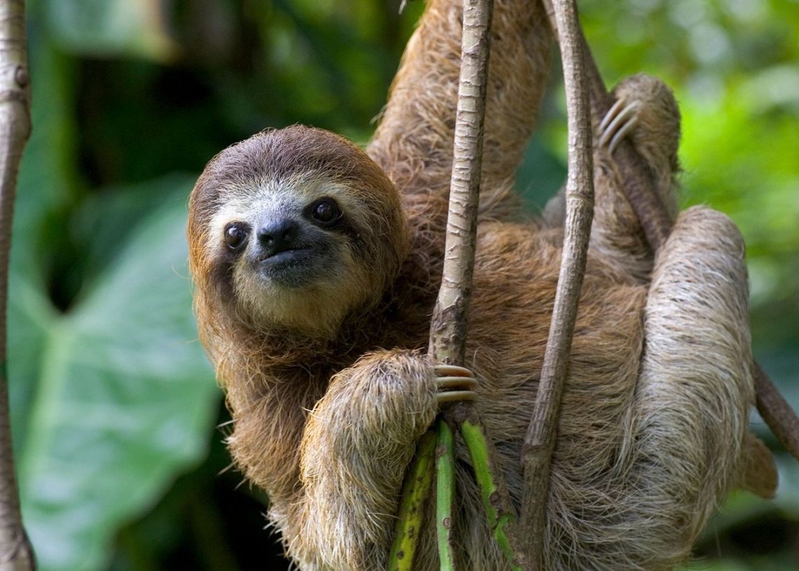 01-sloth-energy-nationalgeographic_1046424 – Diario El Salvador