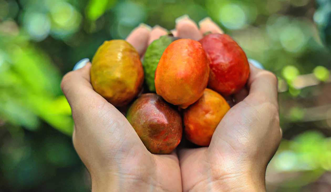 ISTU realizará la feria del jocote corona en Santa Ana – Diario El Salvador