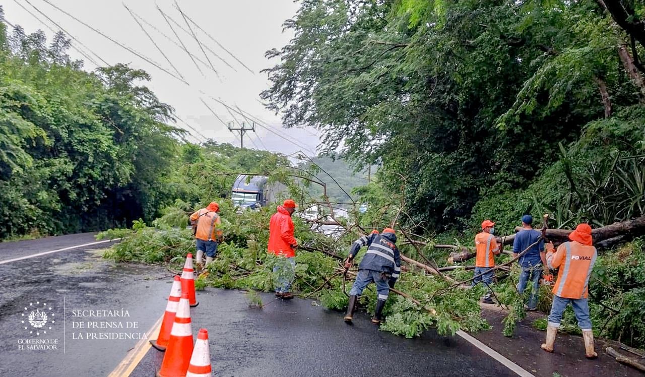 FOVIAL despeja calle obstruida por la caída de un árbol en San Miguel ...