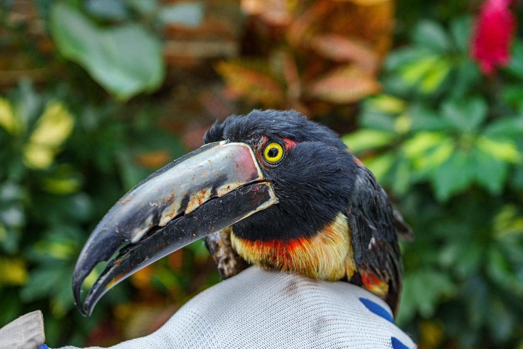Medio Ambiente trabaja en recuperación de tucán rescatado en cautiverio ...